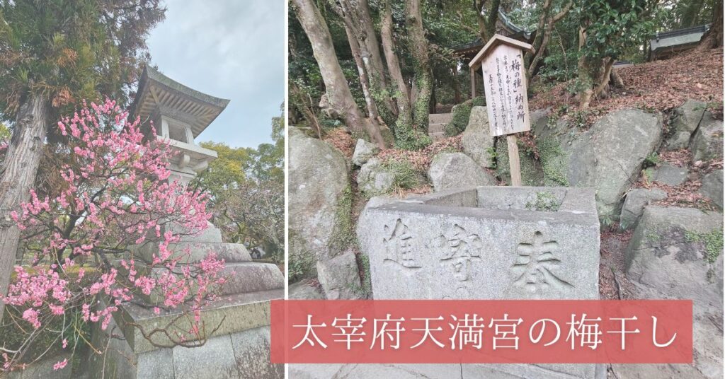 太宰府天満宮の梅干しはどこで買える？梅の種納め所と梅との関係も解説 | さちの太宰府案内