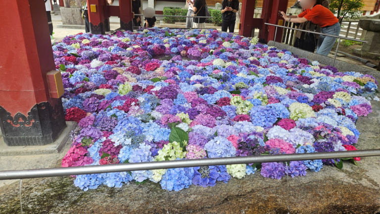 【2026年】太宰府天満宮の花手水がスタート！いつからいつまで？初日の様子をレポート | さちの太宰府案内